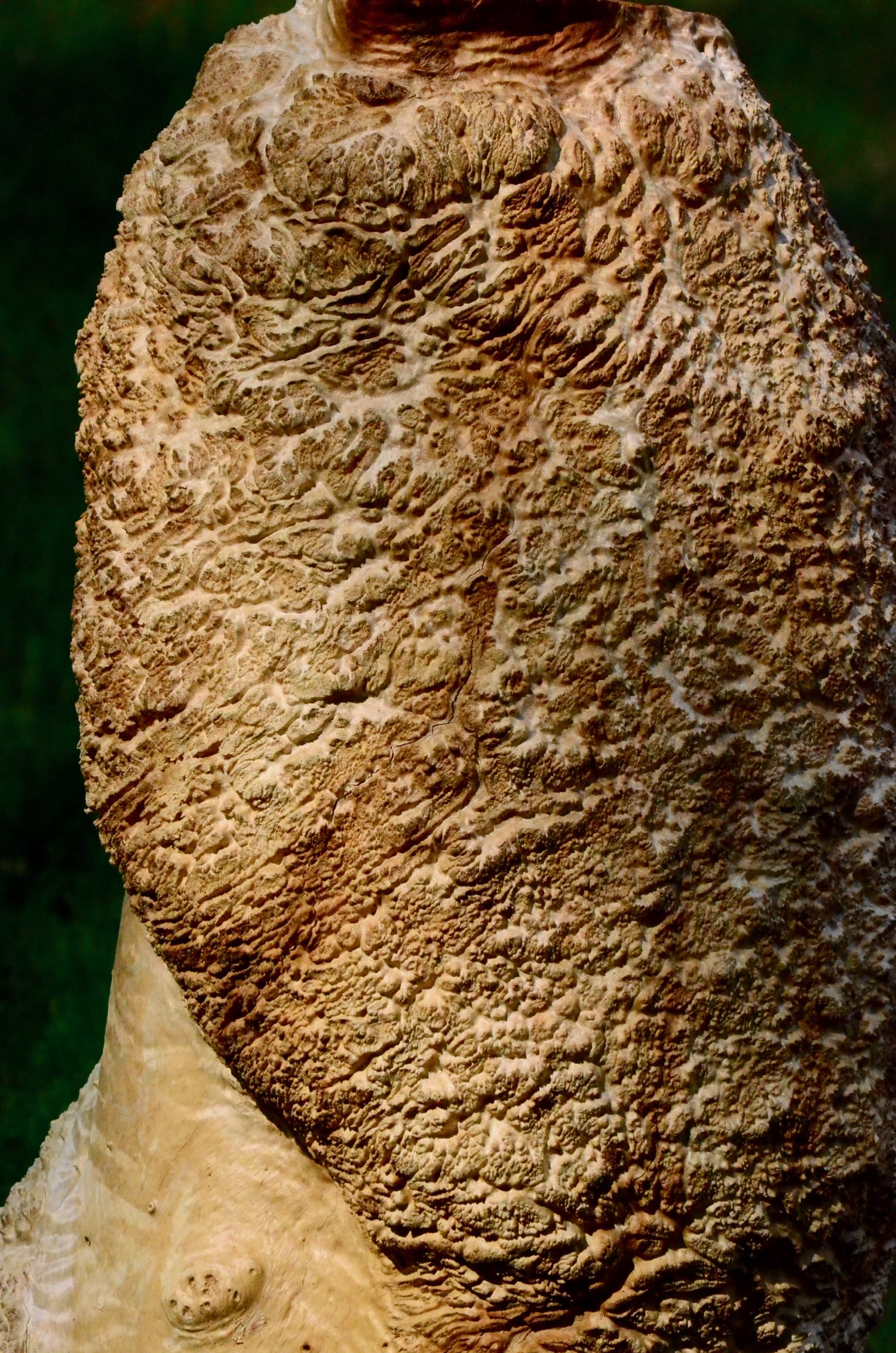 AustralianBurls.com - Natural Burl Sculture